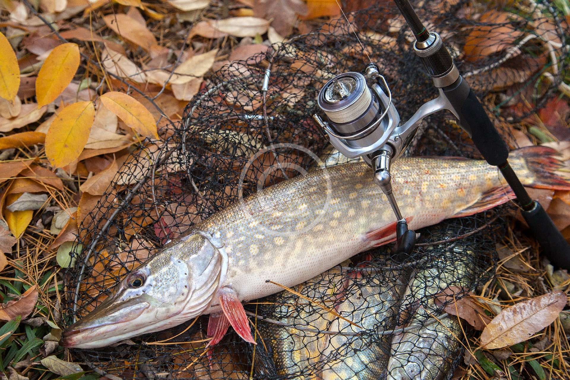 Fly fishing basics & techniques for beginners – Dillon Aero